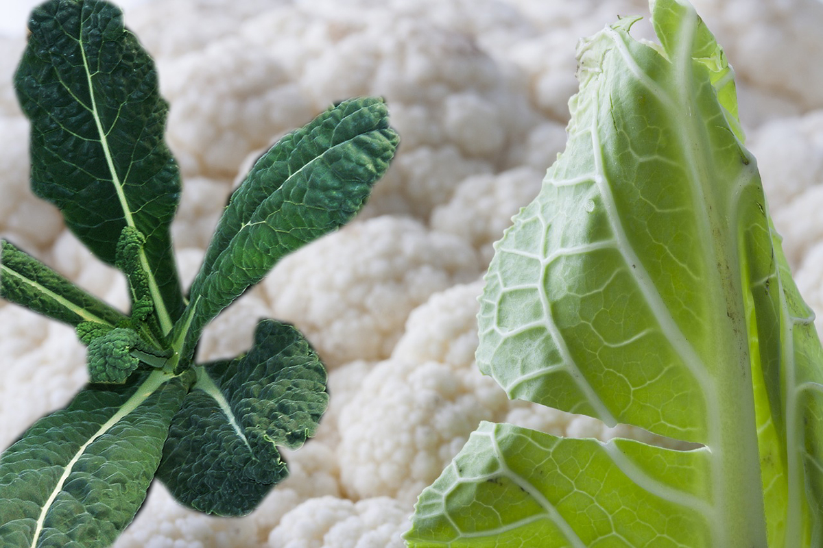 Le ricette di Matia: lo sformato di cavolfiore con il pesto di cavolo ...